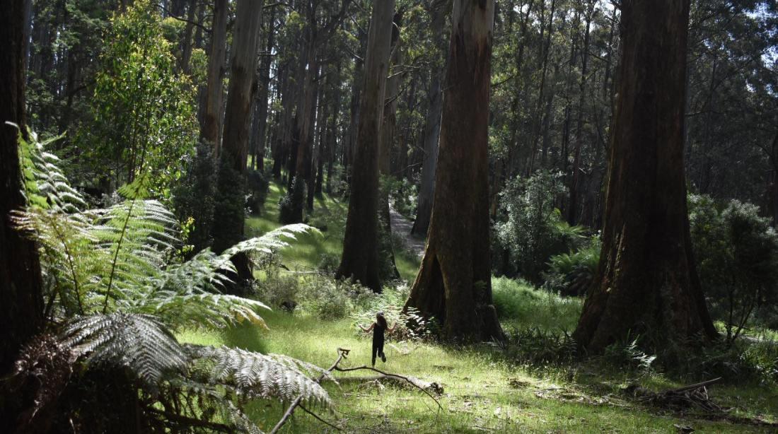 Wurundjeri Land - Deadly Story